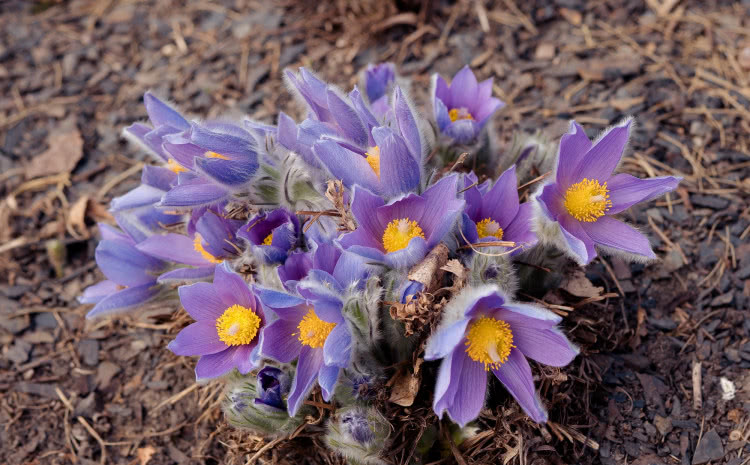 Sasanka zwyczajna - jak wygląda i jak ją pielęgnować? | CzasNaWnętrze